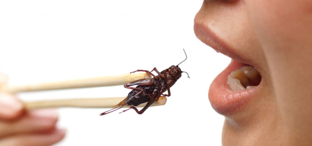 Les produits à base de grillon ! – Goutez le Québec